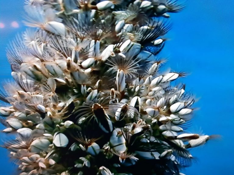 Biomimicry in Architecture